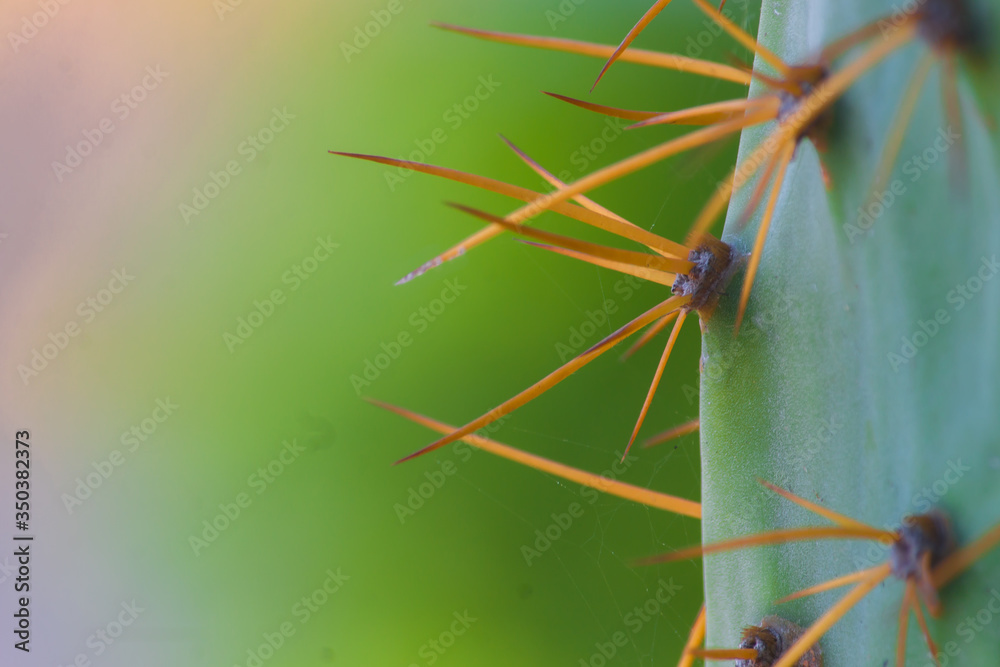 afiladas espinas de cactus del desierto de sur america Stock Photo ...