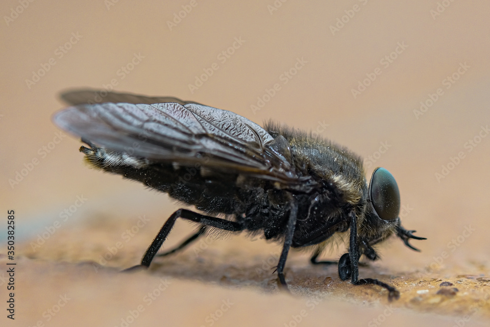 mcaro view of Fly insect eye and body parts details,wild spring animal ...