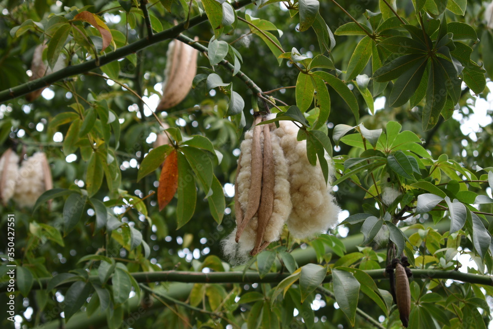 A kapok tree widely growing in the rural communities of the Philippines ...