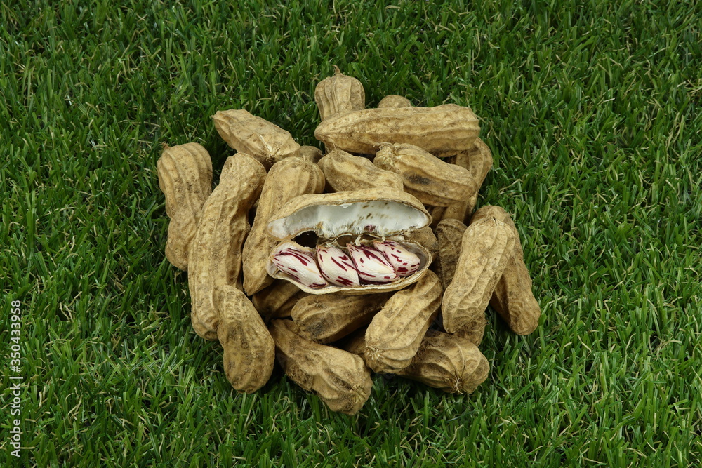 Foto de Pile of raw peanut (groundnut) on green grass field. Peeling ...