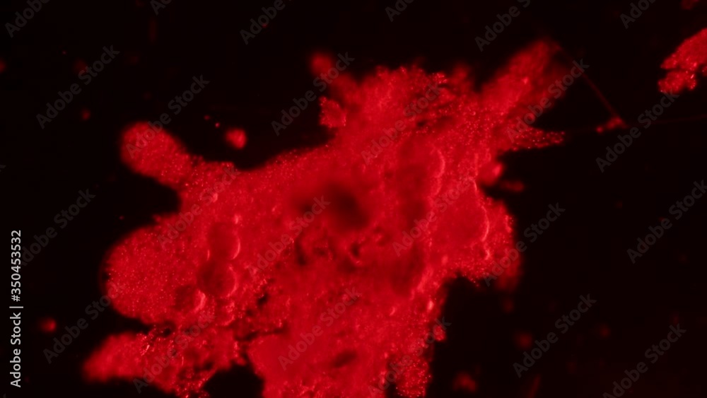 Video „Amoebae move and feed by using pseudopods, which are bulges of ...