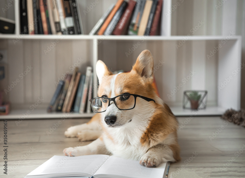 Corgi Reading