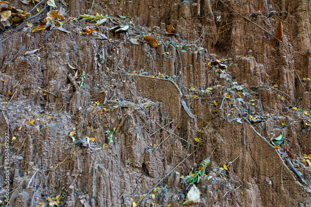 Layer of soil, or a wall of soil, with many small tree roots and leaves ...