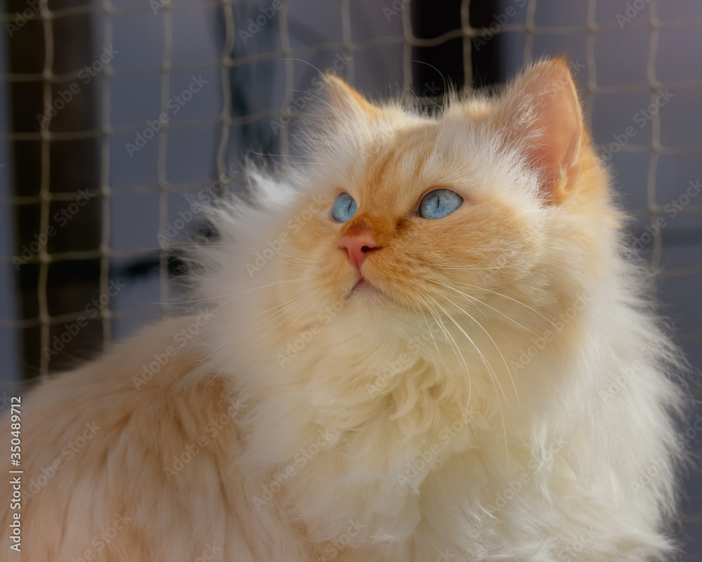 Sacred Birman cat with beautiful blue eyes in semi profile in front of ...