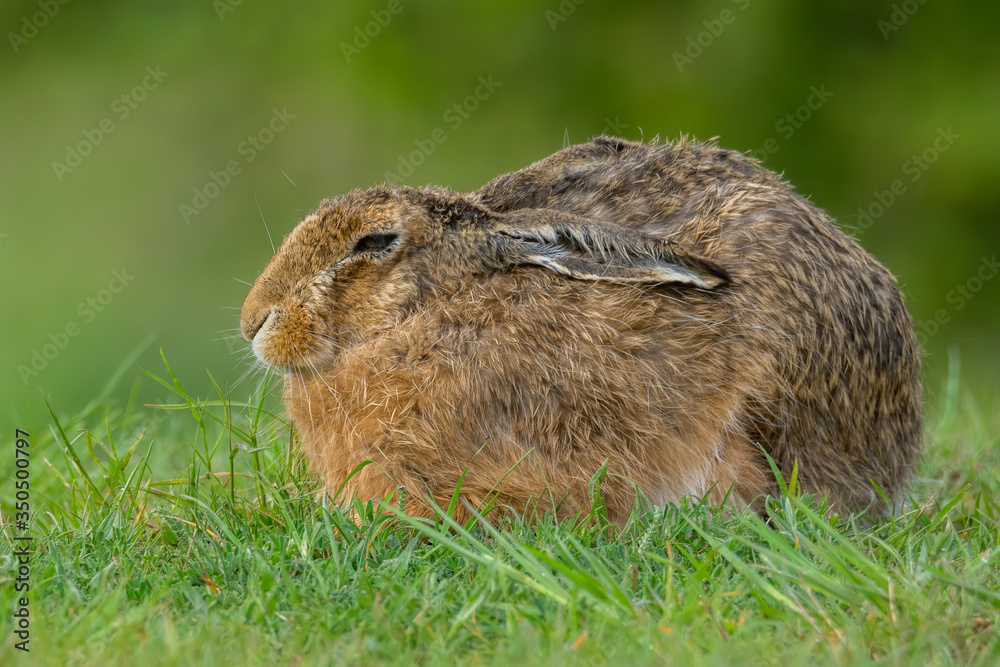 European hare (Lepus europaeus) is an adorable furry mammal living in the fields. Detailed ...