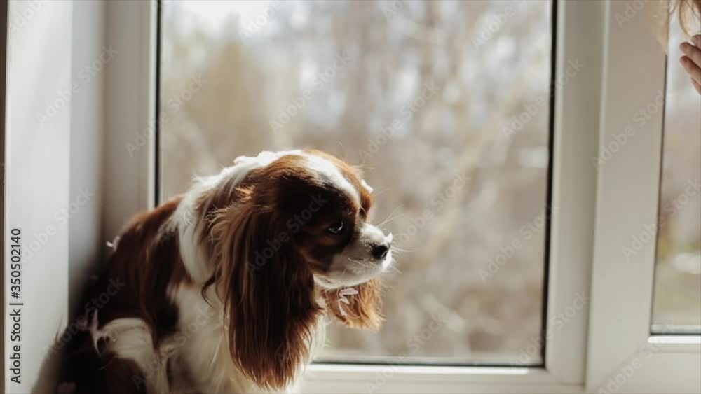 A dog of the Cavalier King Charles Spaniel breed sits on a windowsill ...