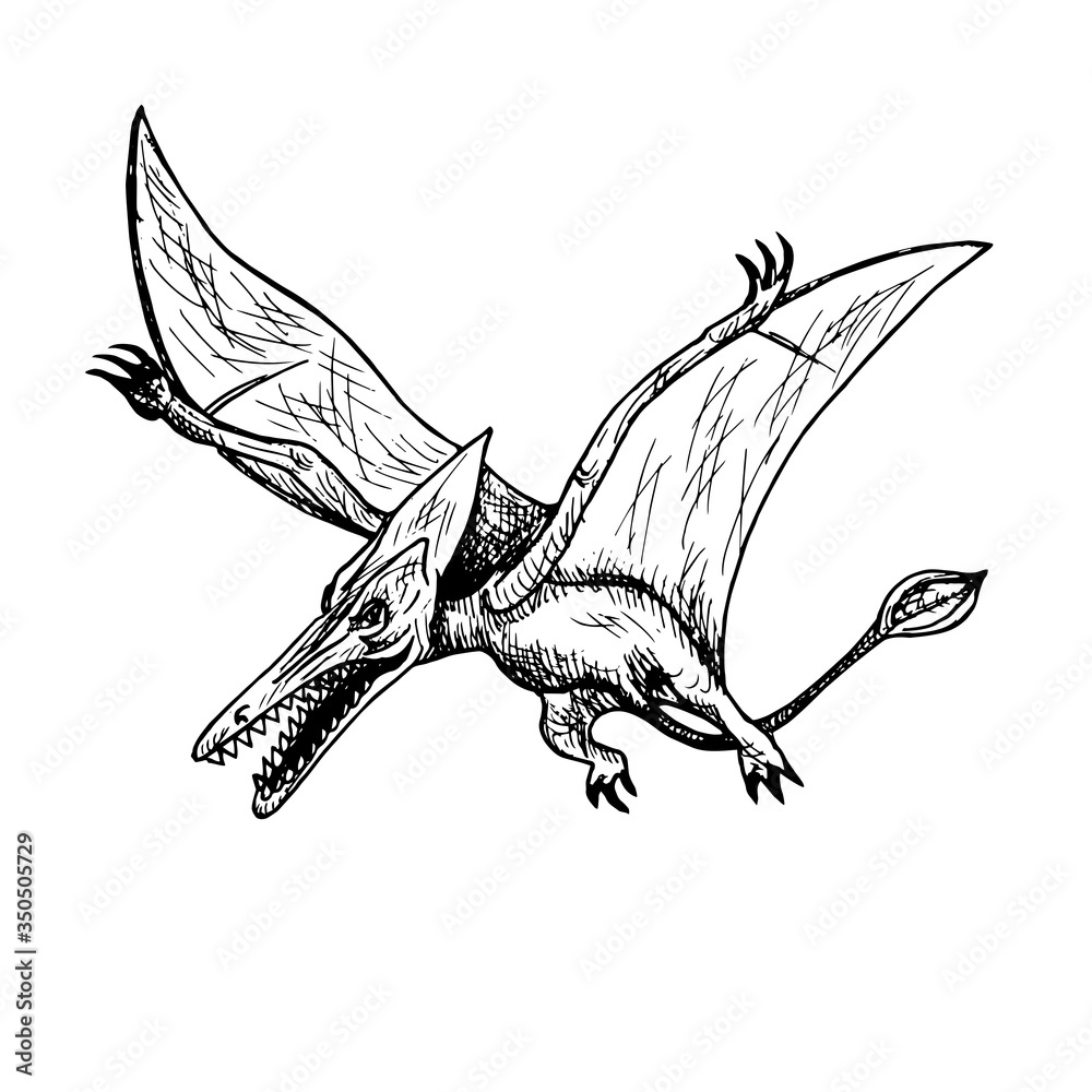 Pterodactyl, hand drawn black and white doodle sketch, ink drawing ...