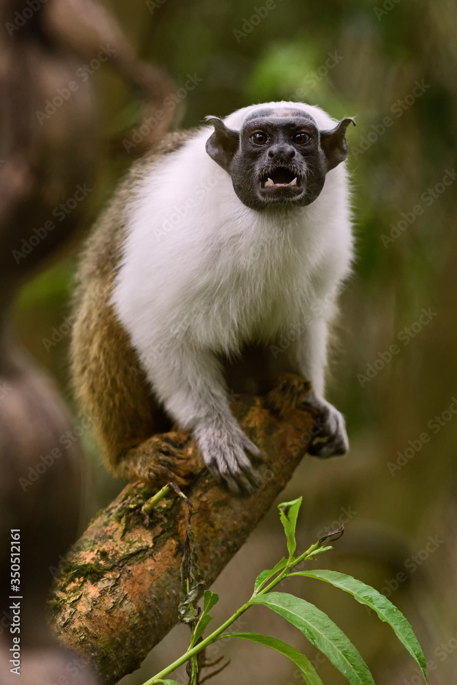 Brazilian Bare-faced Tamarin - Saguinus bicolor, endangered primate ...