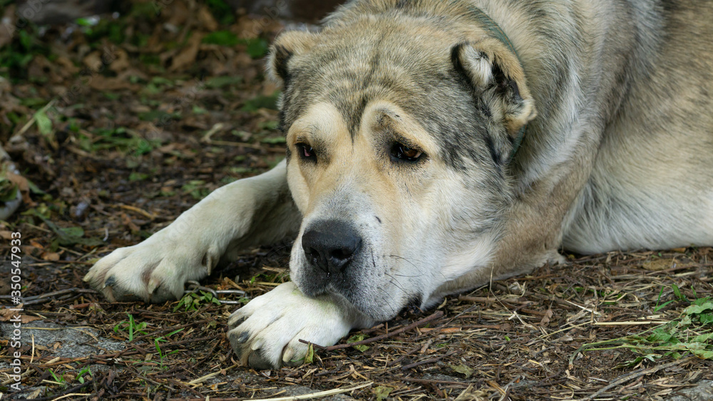 Nagazi is a Georgian shepherd dog. One of the oldest authentic dog ...