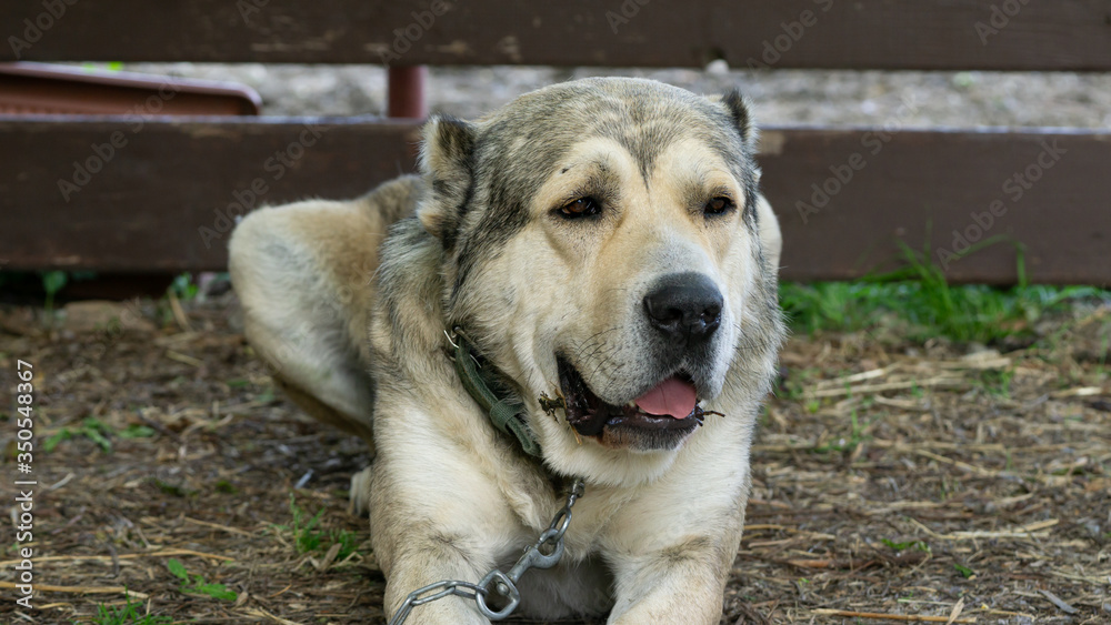 Nagazi is a Georgian shepherd dog. One of the oldest authentic dog ...