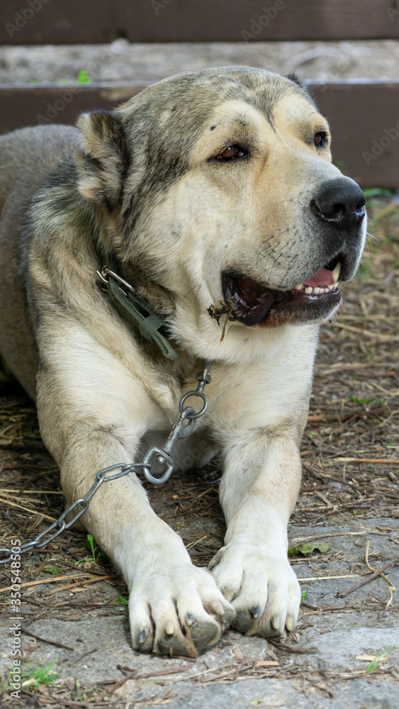 Nagazi is a Georgian shepherd dog. One of the oldest authentic dog ...