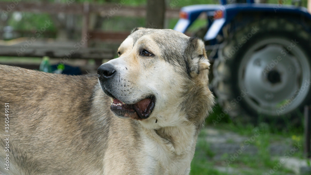 Nagazi is a Georgian shepherd dog. One of the oldest authentic dog ...