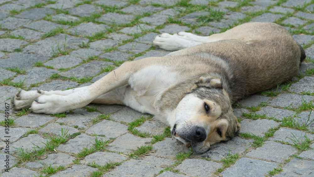 Nagazi is a Georgian shepherd dog. One of the oldest authentic dog ...