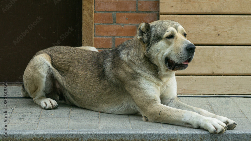 Nagazi is a Georgian shepherd dog. One of the oldest authentic dog ...