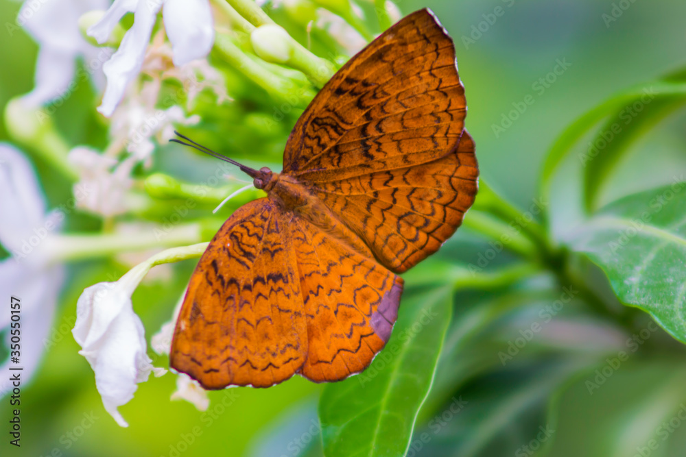 Ariadne merione, the common castor, is an orange butterfly with brown ...