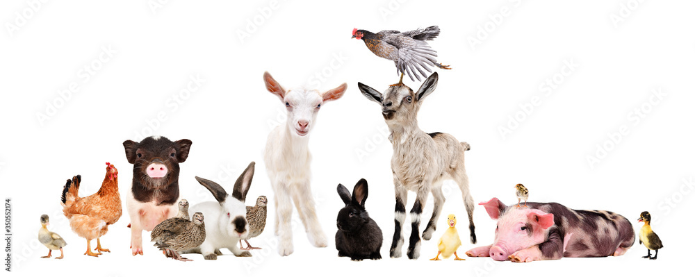 Group of farm animals together isolated on white background Stock Photo ...