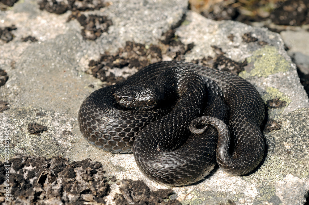 Nordiberische Kreuzotter / Iberienotter (Vipera seoanei) melanistisches ...