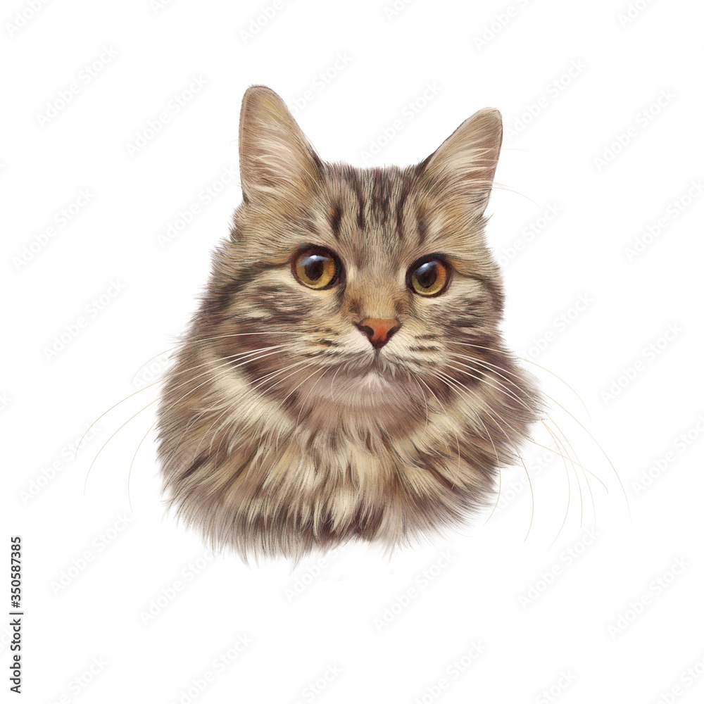 Realistic Kitten Drawings