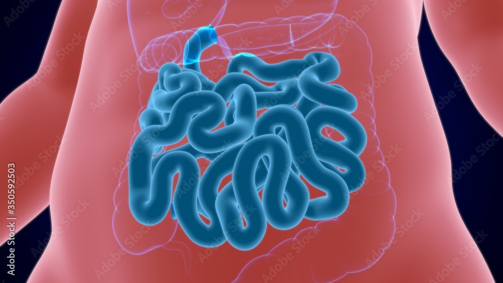 Small Intestine 3D Illustration Human Digestive System Anatomy Stock ...