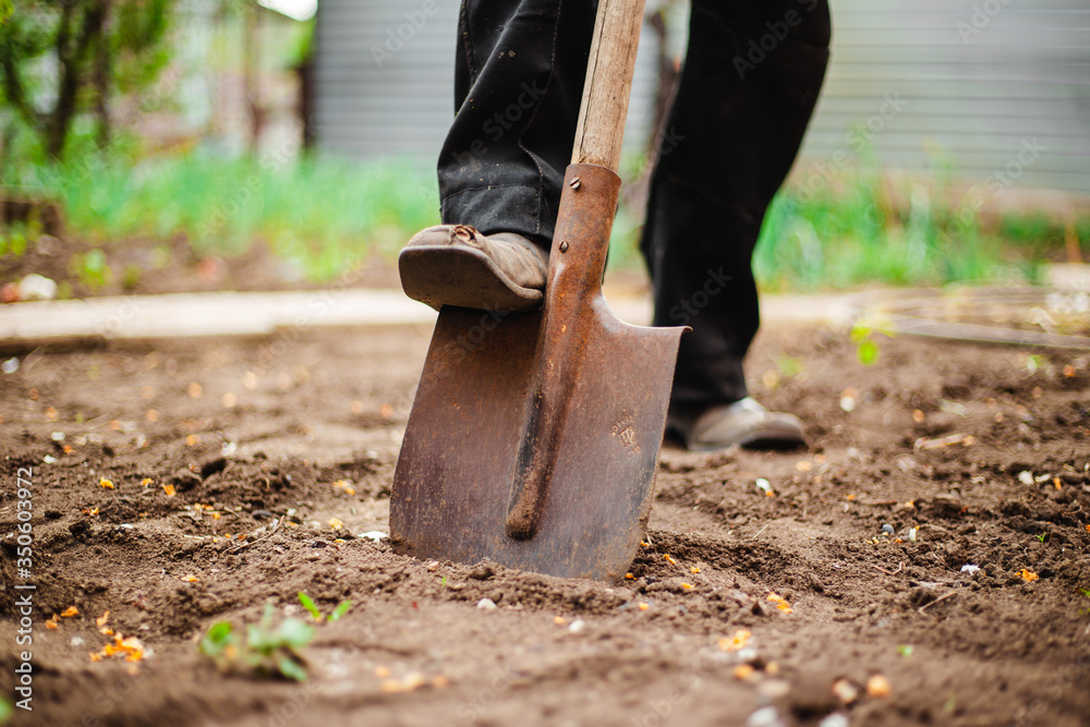 Closeup of a shovel and a man digging a hole at the garden for the ...