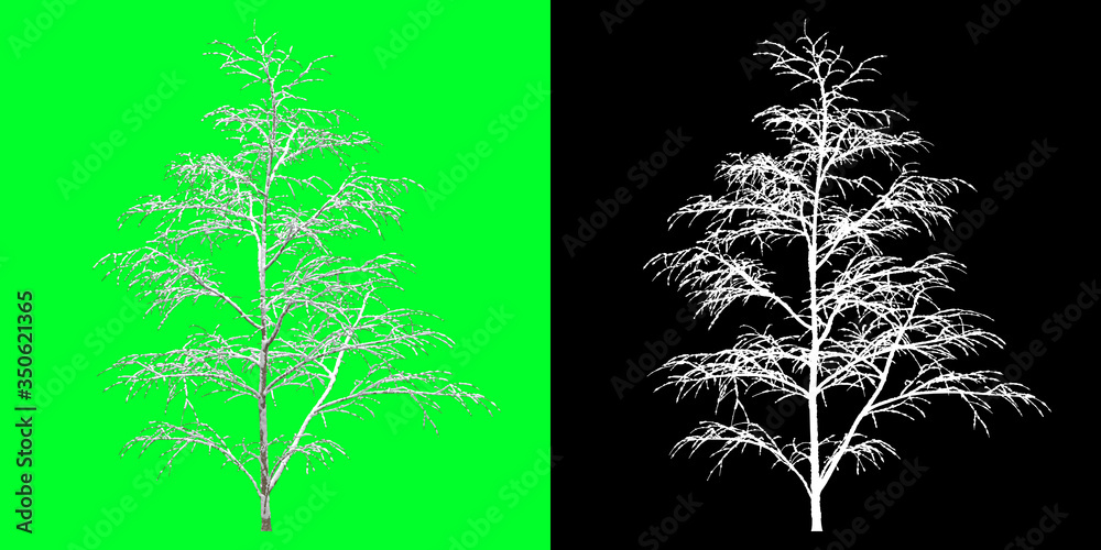 Left View Winter Tree 3D Render PNG Chroma Key Bakcground with Opacity ...