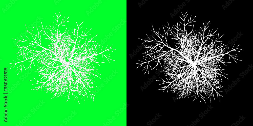 Top View Winter Tree 3D Render PNG Chroma Key Bakcground with Opacity ...