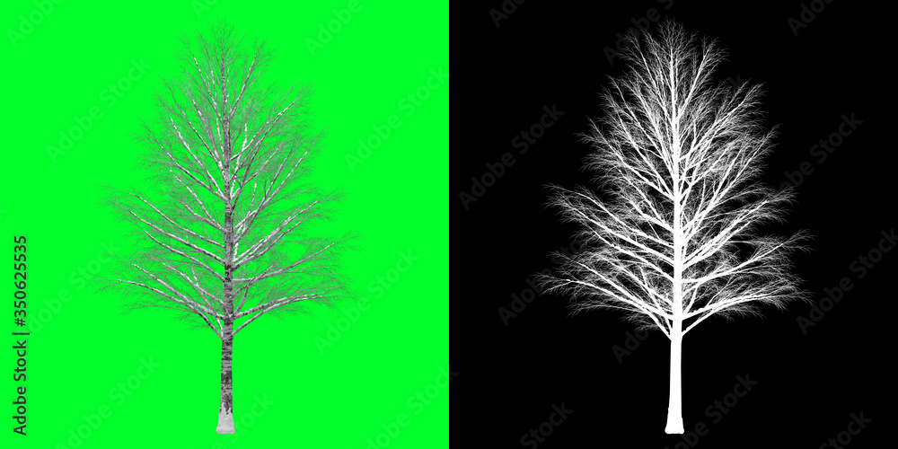 Front View Winter Tree 3D Render PNG Chroma Key Bakcground with Opacity ...