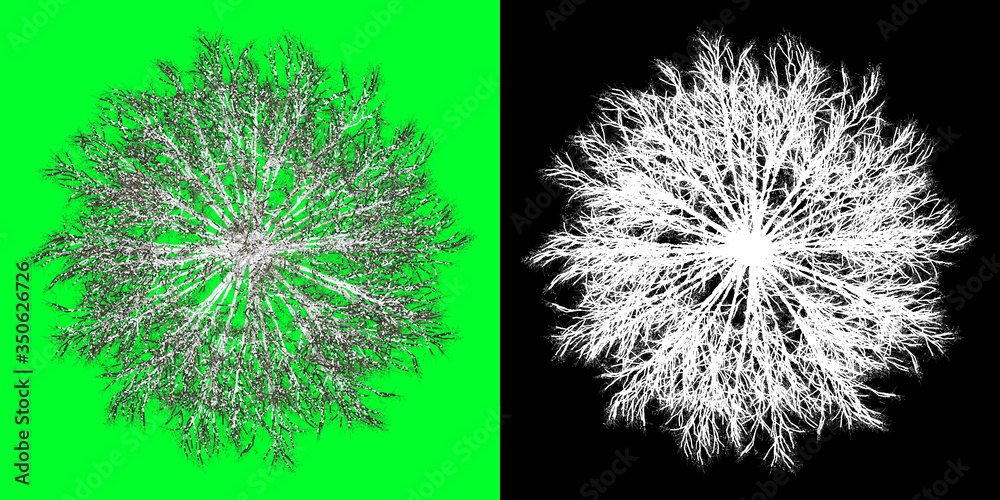 Top View Winter Tree 3D Render PNG Chroma Key Bakcground with Opacity ...