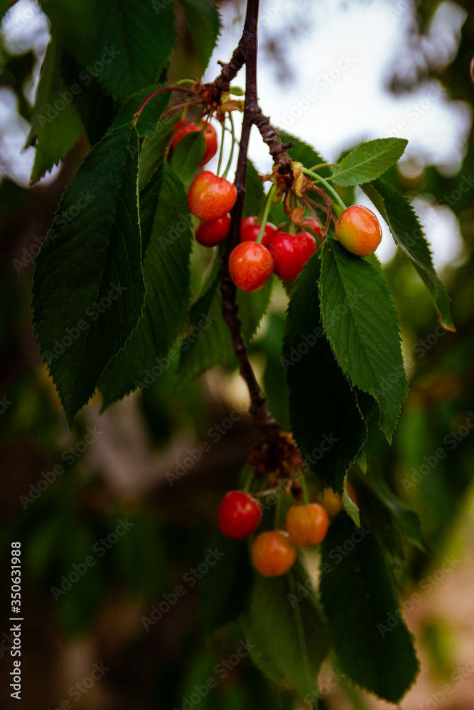 cerezas naturales de estación en el árbol en el campo Stock Photo ...