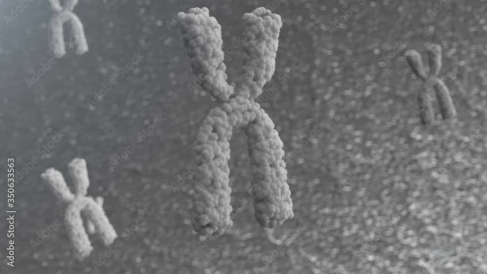 3d animation of chromosomes. The movement of X chromosomes in the cell ...
