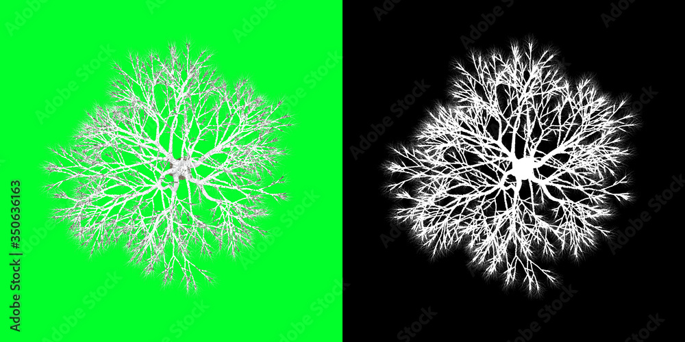 Top View Winter Tree 3D Render PNG Chroma Key Bakcground with Opacity ...