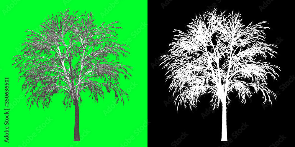 Left View Winter Tree 3D Render PNG Chroma Key Bakcground with Opacity ...