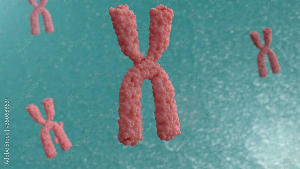 3d animation of chromosomes. The movement of X chromosomes in the cell ...