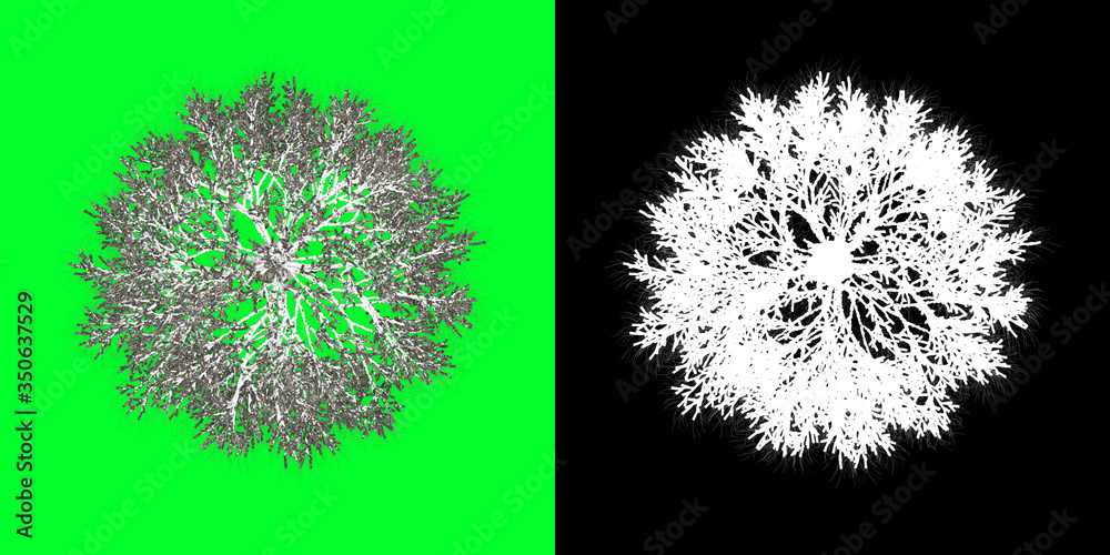 Top View Winter Tree 3D Render PNG Chroma Key Bakcground with Opacity ...