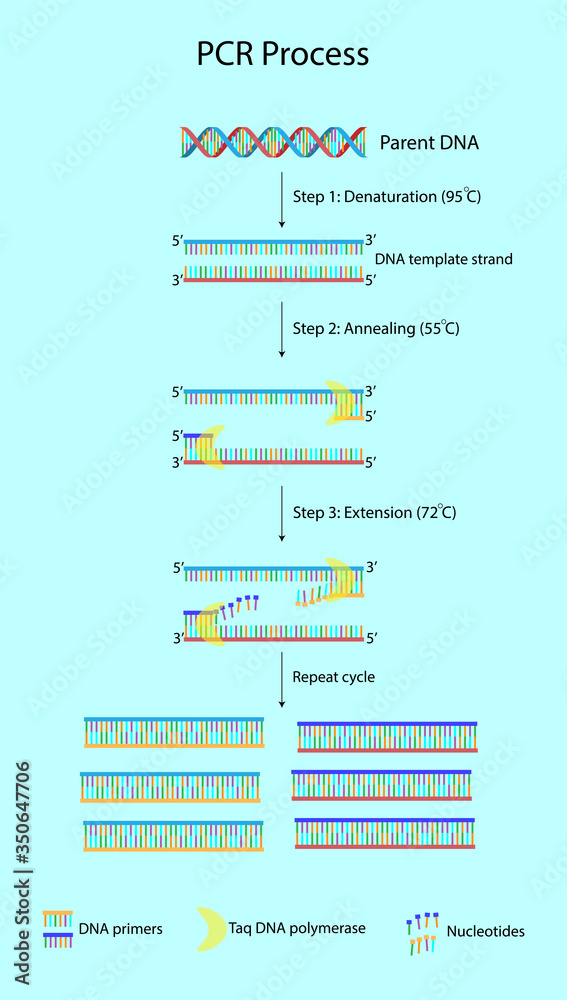 Polymerase chain reaction or PCR is a technique to make many copies of ...