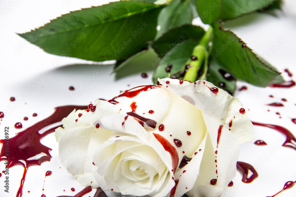 Beautiful and bloody white rose on the white background. Bloody rose ...