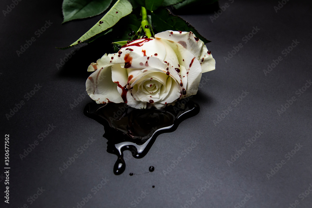 Beautiful and bloody white rose on the dark background. Bloody rose ...
