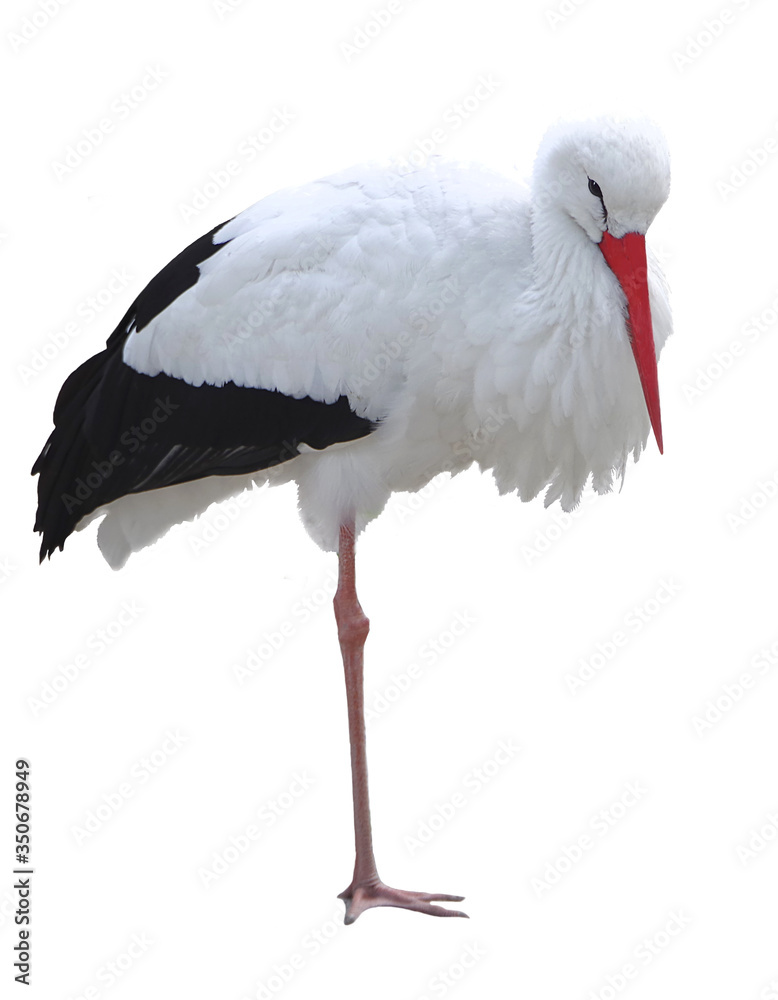 A stork stands on one leg on a transparent background. Stock Photo ...