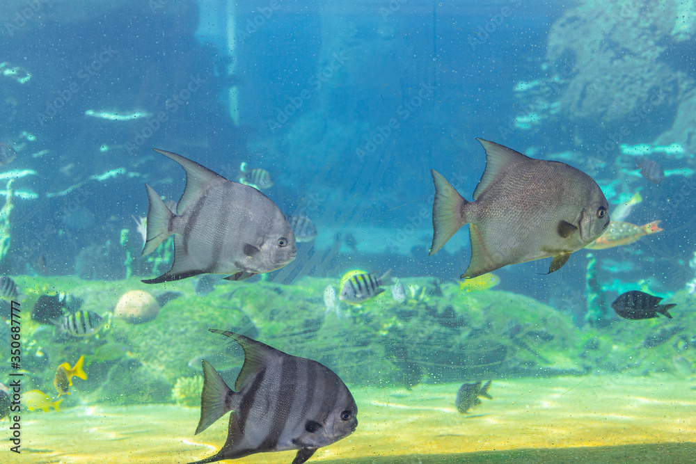 Beautiful fish in a large aquarium. Oceanarium on Dominican Republic ...