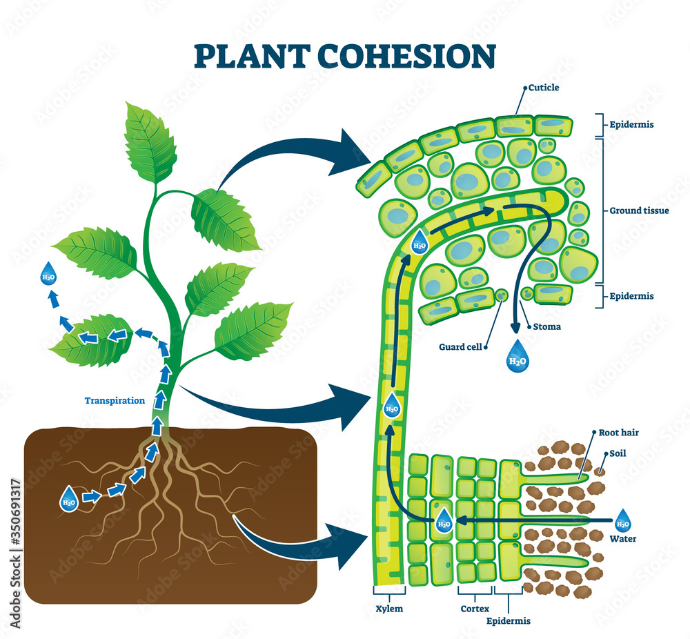 Plant cohesion vector illustration. Labeled water upward motion ...