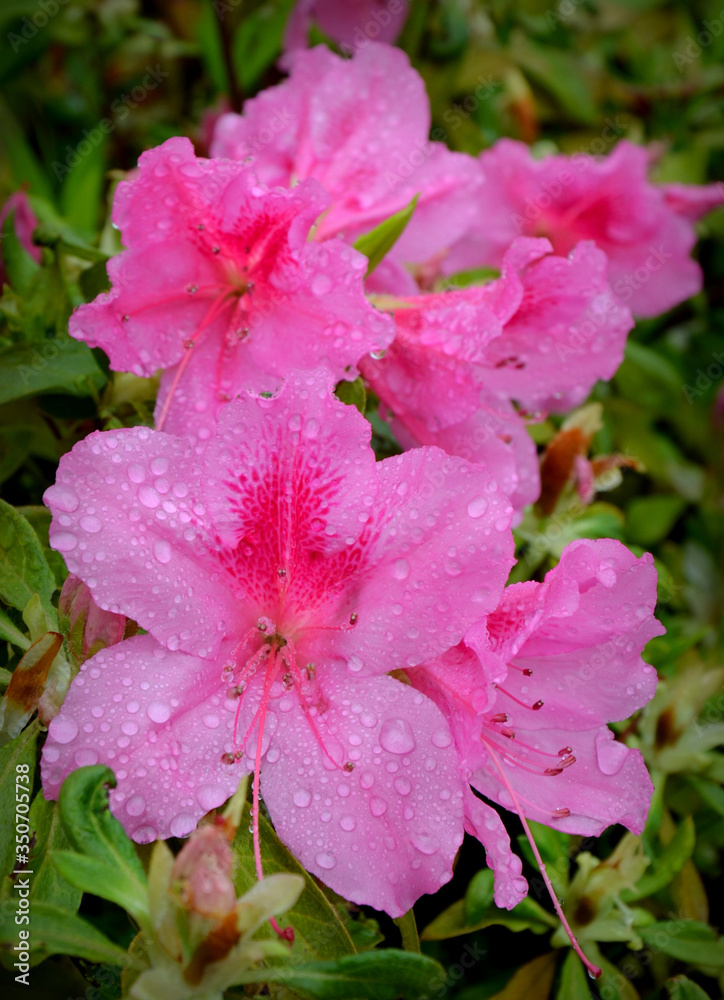 Fotografia do Stock: Rhododendron schlippenbachii, the royal azalea, is ...