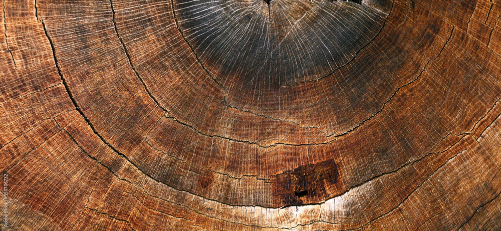 Background from cross section of tree trunk oak, panorama Stock Photo ...