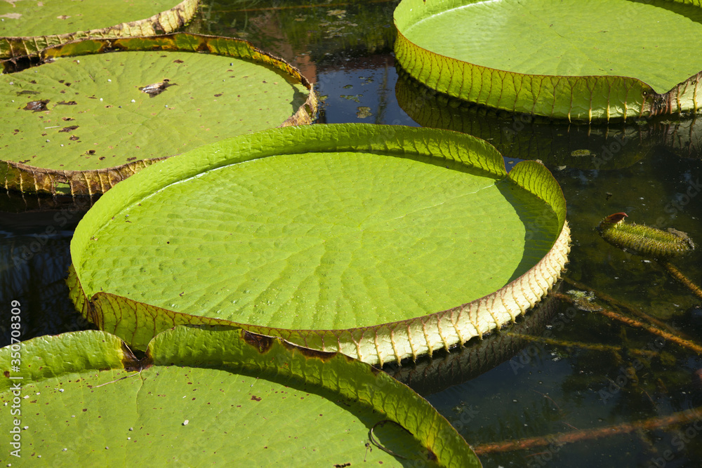 leaf and plant of Victoria Cruziana, typical aquatic plant of Bolivia ...