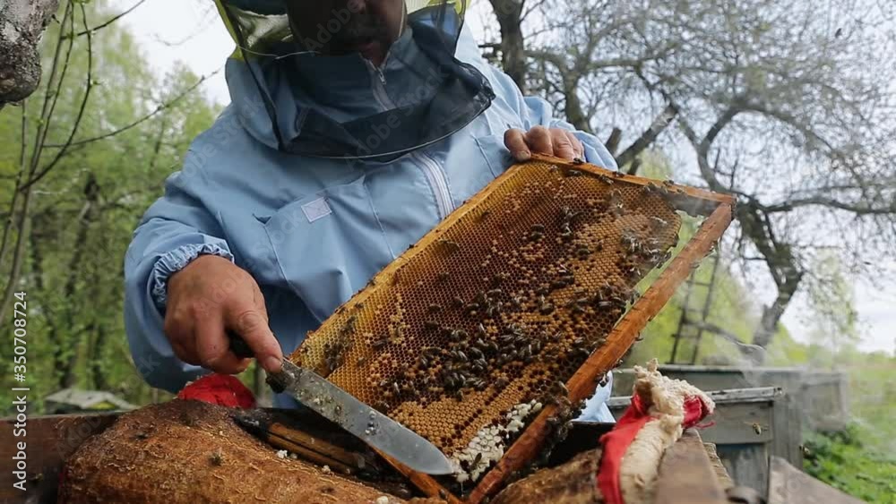 The beekeeper holds a honey frame with bees in hands and cuts bad bees ...