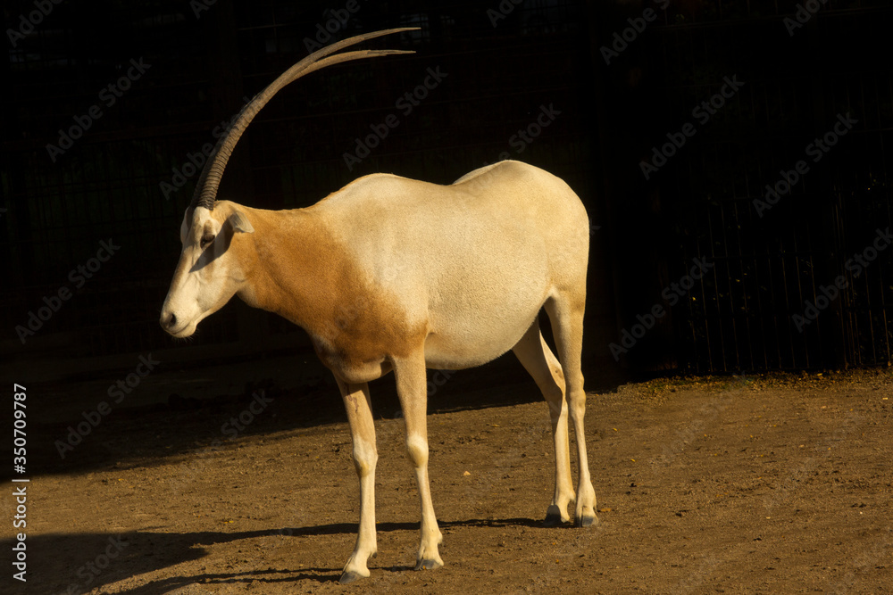 Scimitar oryx, scimitar-horned oryx, Sahara oryx (Oryx dammah). Stock ...