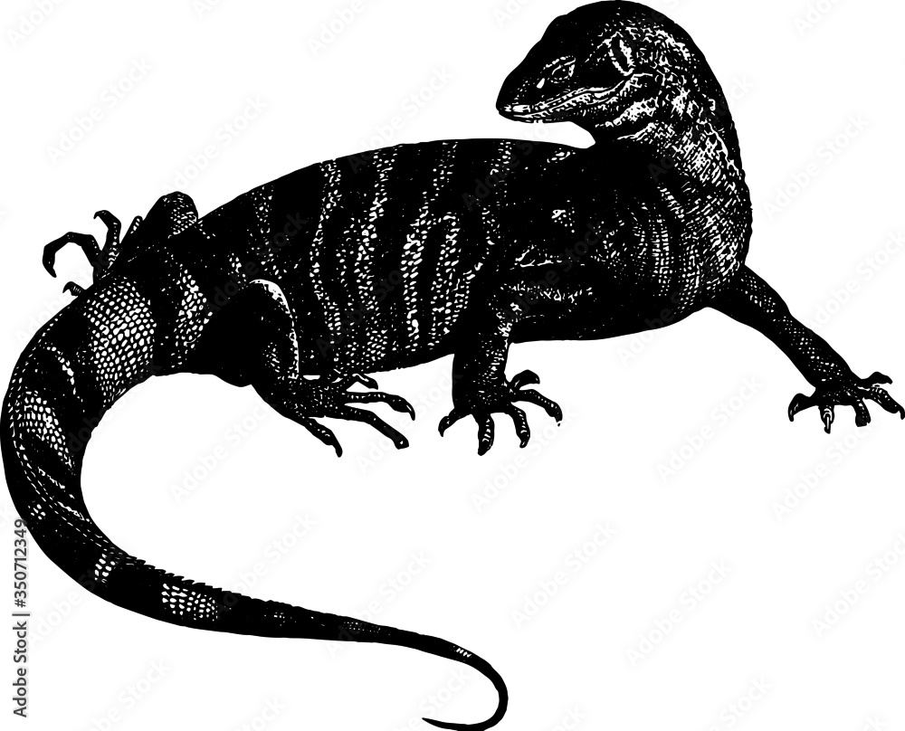 Goanna Monitor lizard on white background Stock 벡터 | Adobe Stock