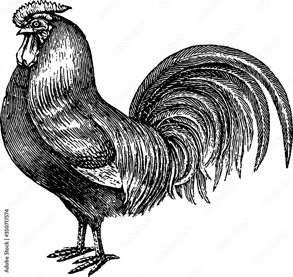 Fat Rooster, Vector Drawing of a 19th century engraving Stock Vector ...