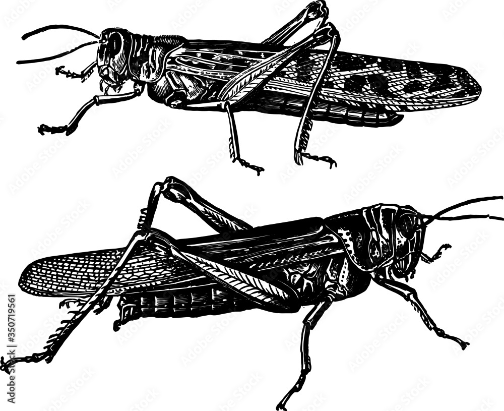Grasshopper, Vector Drawing of a 19th century engraving Stock Vector ...