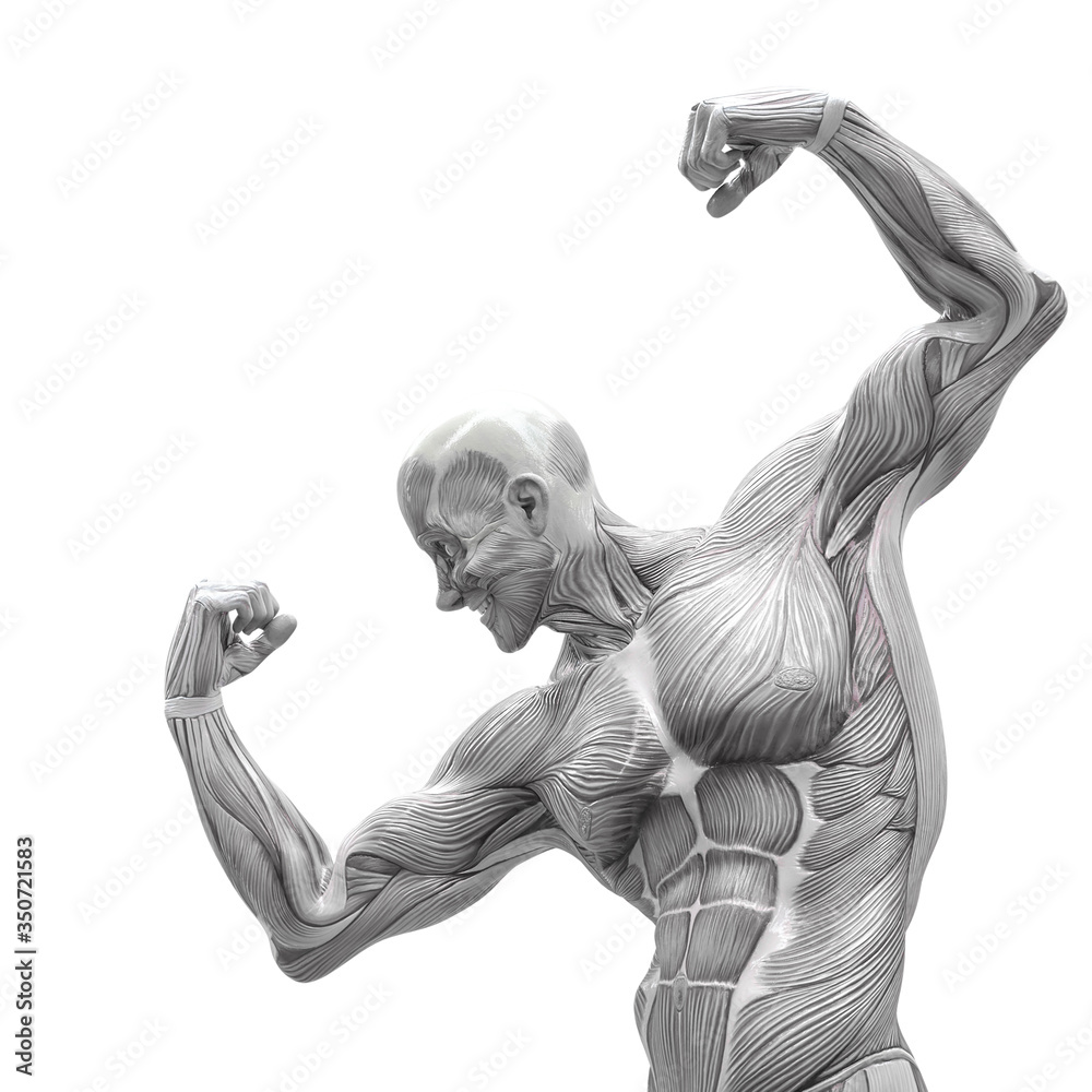 muscleman anatomy heroic body doing a bodybuilder pose two in white ...