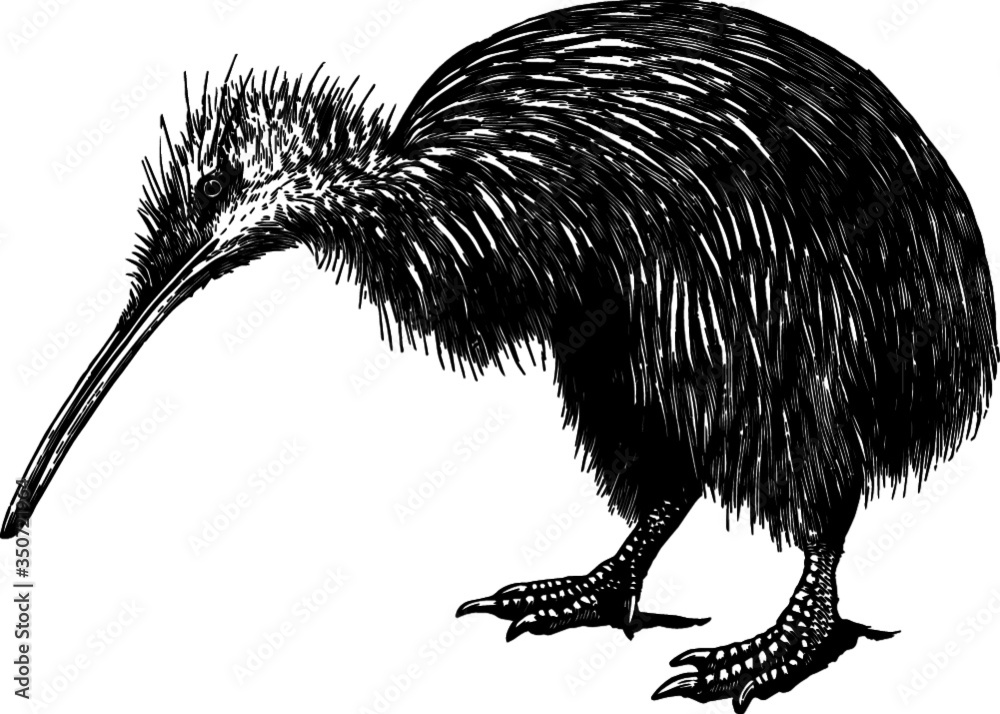 Artists Sketch of a Kiwi Bird Drawing Stock Vector | Adobe Stock